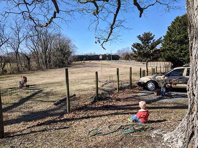 A toddler sits under a big tree watching alpacas in the distance. Some memories are made without even trying.