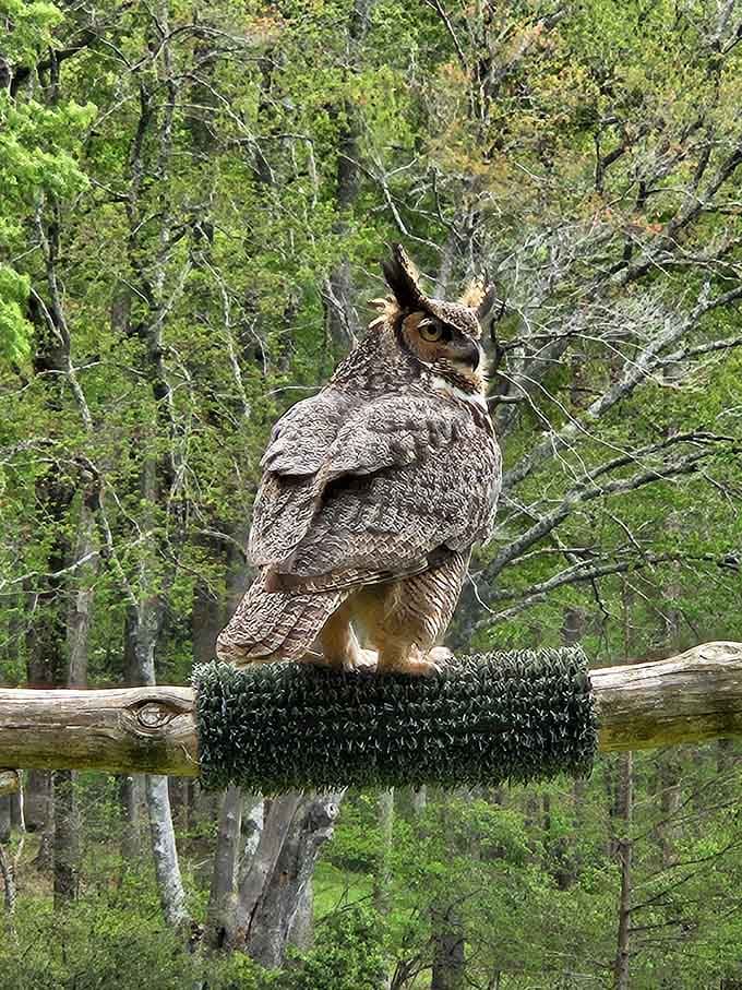 A great horned owl perched on a log, looking absolutely unbothered and frankly more dignified than most people you know.