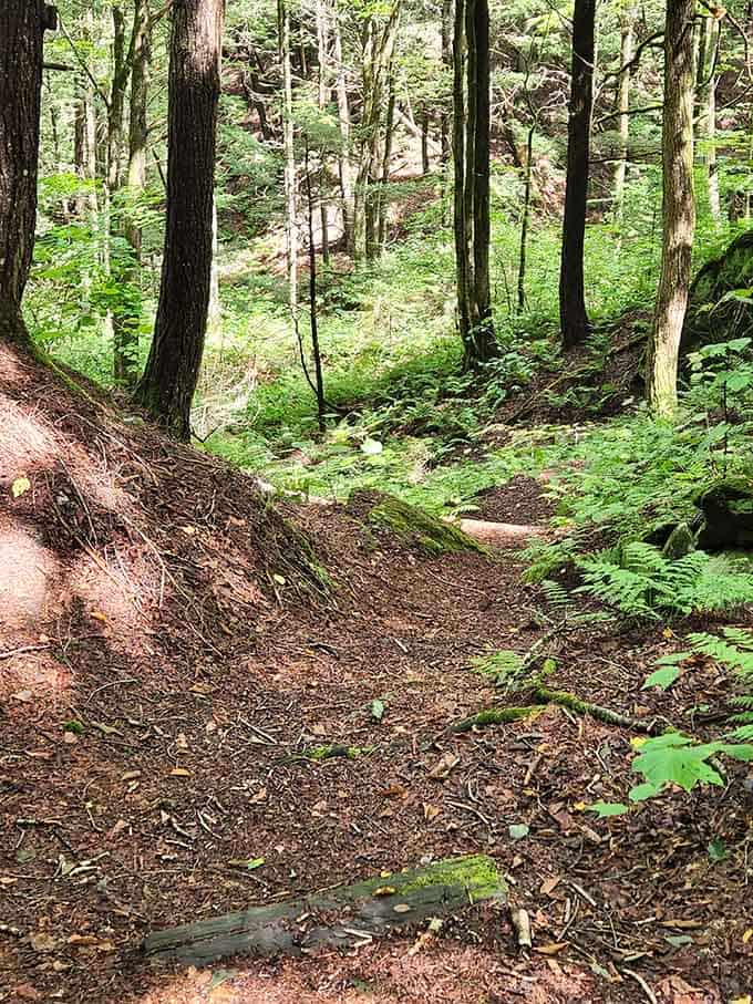 The forest trail welcomes you with ferns and filtered sunlight, nature's red carpet treatment.