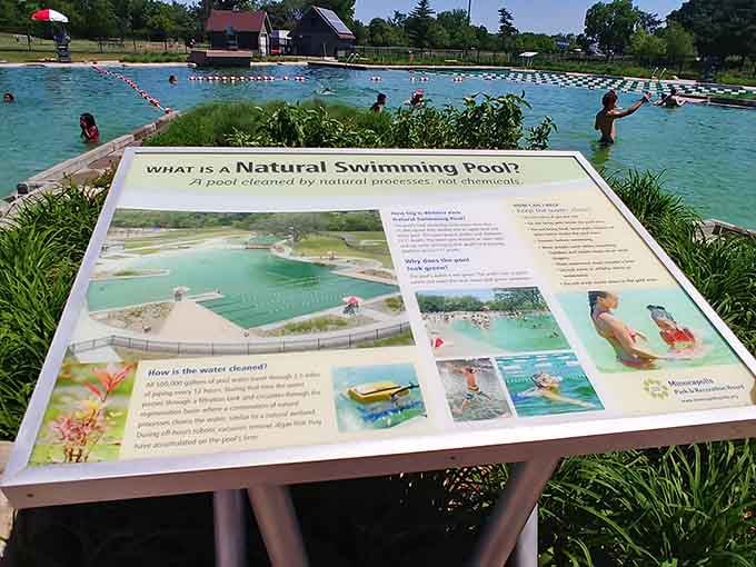 A sign that actually makes you smarter about swimming, nature's filtration system explained without a single boring sentence.