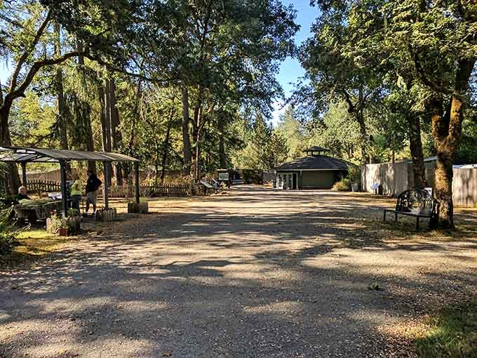 The sanctuary grounds blend seamlessly with the Pacific Northwest landscape, creating a peaceful haven for both wolves and visitors.