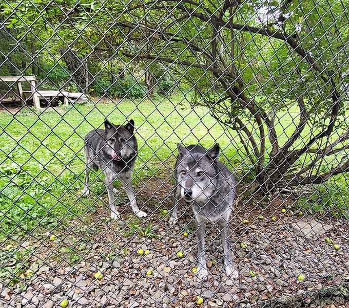 Two wolves approach the fence together, which is either adorable or a very coordinated negotiation tactic.