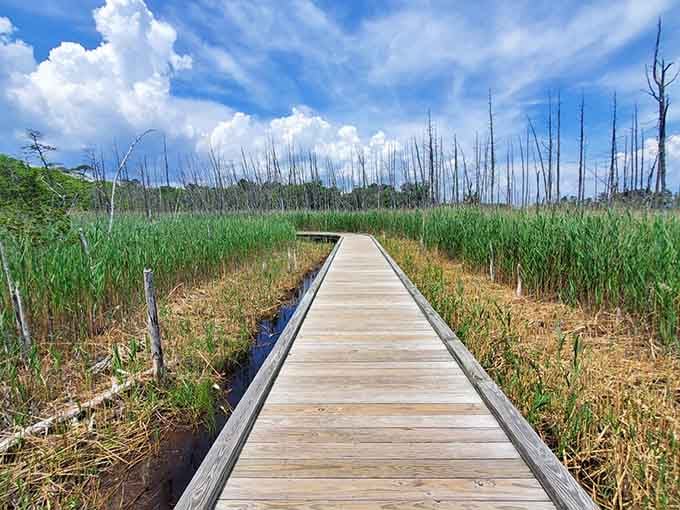This boardwalk cuts through a ghostly wetland forest, dramatic as any movie set but completely real.