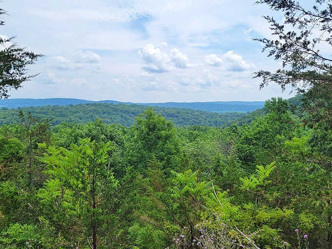An endless canopy of summer green rolls across the Warren County ridgeline, reminding you that New Jersey has serious wilderness credentials.