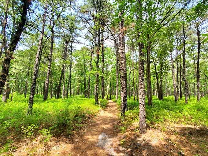 Sunlight streams through vibrant green forest, illuminating a sandy path that practically begs you to wander.
