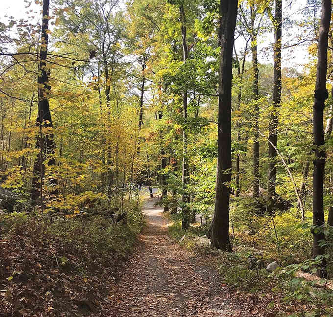 Golden autumn light filters through tall hardwoods onto a leaf-covered trail, turning an ordinary walk into something quietly extraordinary.
