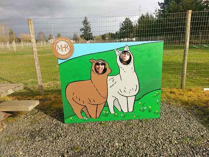 The photo op cutout promises Instagram gold, because everyone needs alpaca content in their feed.