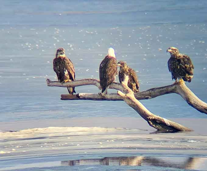 Bald eagles perched on driftwood remind you that America's symbol chooses Missouri winters over tropical destinations, showing excellent judgment.