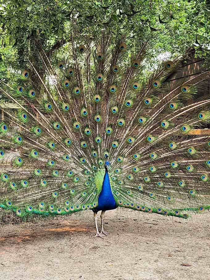 A peacock fanning his feathers on the Magnolia Plantation grounds, reminding everyone that he is, in fact, the main character.