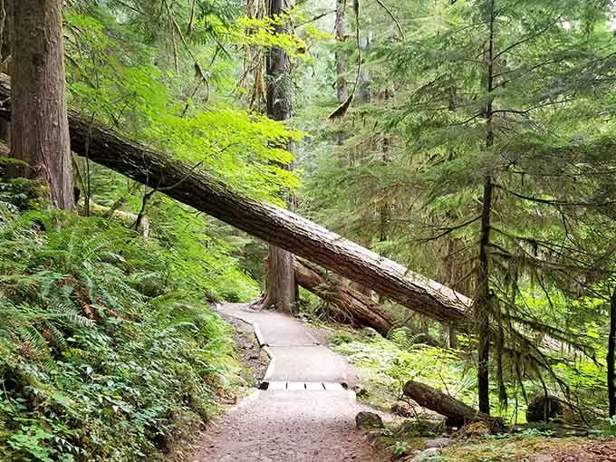 Fallen giants lean across the trail, nature's own reminder that the forest runs things out here.