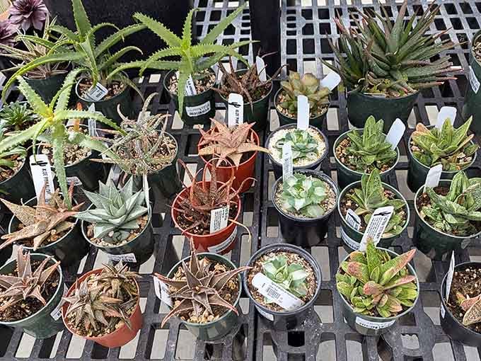 Tiny, spiky, and completely unbothered. These succulents are living proof that great things come in small packages.