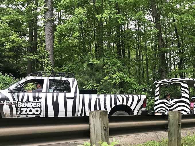 When your zoo shuttle is wrapped in zebra stripes, you know the whole operation has a serious sense of humor.