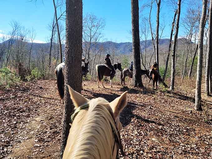 The Blue Ridge Mountains stretch out ahead, and your horse is already pointing the right way.