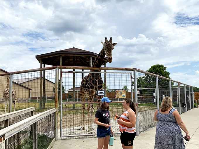 Visitors getting up close with a giraffe, creating memories that'll outlast any souvenir you could buy.
