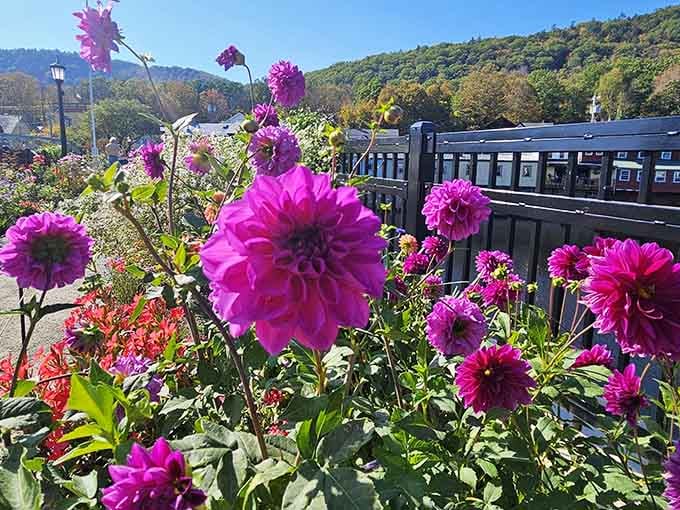 Bright magenta dahlias against a crisp autumn sky, proof that October in Massachusetts plays no games.