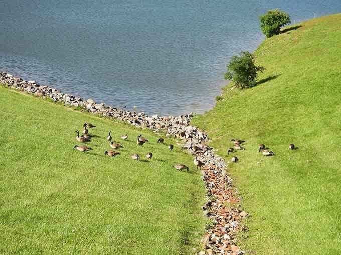 Canada geese patrol the shoreline like feathered security guards, honking their approval at this pristine habitat.