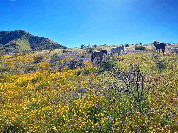 Spring wildflowers carpet the hillsides like nature decided to throw its most colorful party ever.