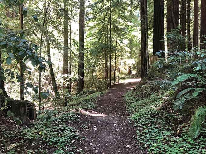 Ferns, redwoods, and a dirt path that leads somewhere worth going. Your next great walk starts right here.