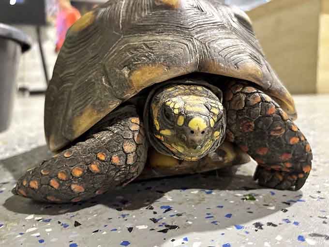 This red-footed tortoise is moving at its own pace through the Capybara Cafe, and honestly, same.