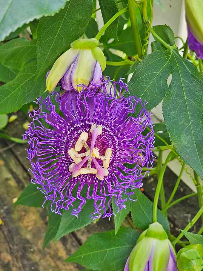 A passionflower so intricate and purple it looks like nature stayed up all night designing it.