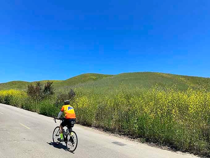 A cyclist pedaling past walls of yellow wildflowers, living the kind of Saturday that makes weekdays worth surviving.