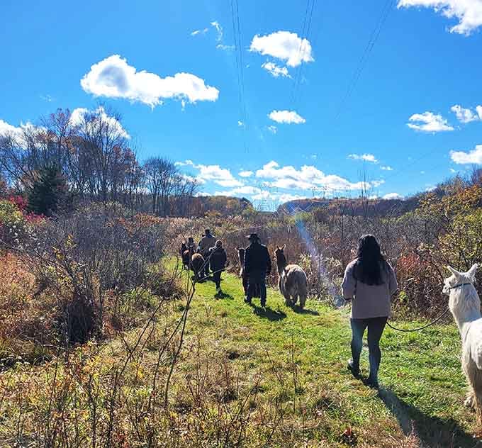 A line of people and alpacas walking into the autumn landscape, like the most wholesome parade ever organized.