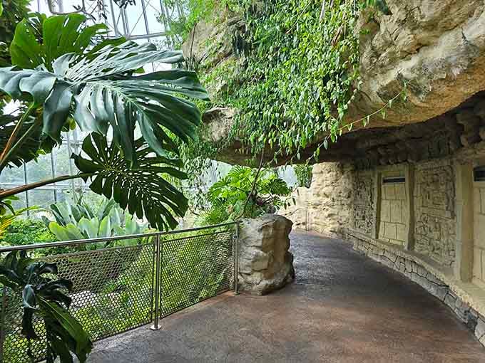 The winding pathway through limestone and foliage feels like exploring an ancient temple, except warmer and with significantly more butterflies.