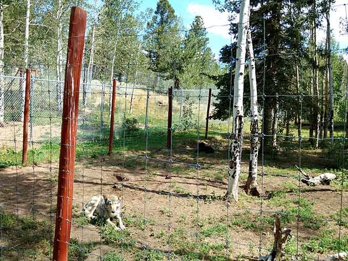Spacious natural habitats where wolves can actually be wolves, not sad zoo exhibits behind depressing concrete walls.