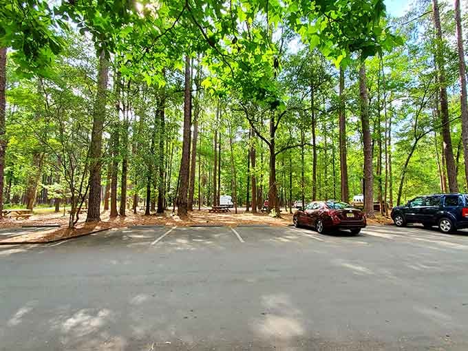 Parking under a cathedral of tall trees means your adventure begins the moment you step out of the car.