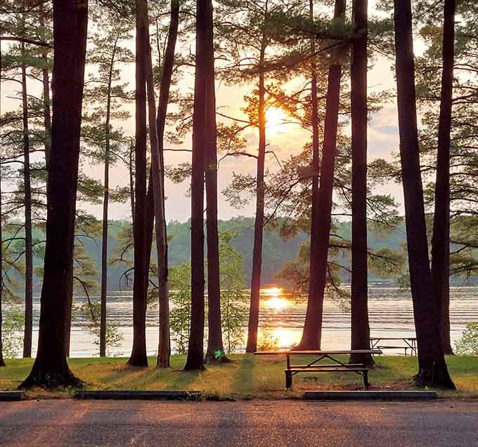 Sunset through the pines proves that the best things in life are free, plentiful, and right here.