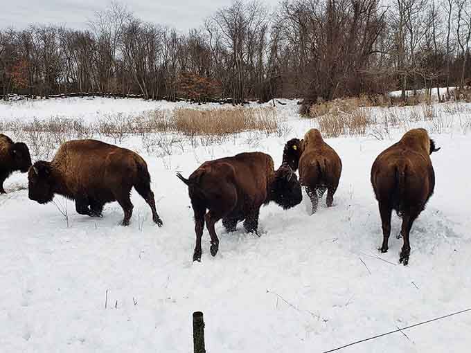 A small herd pushing through fresh snow like they own the place, because in every way that matters, they absolutely do.