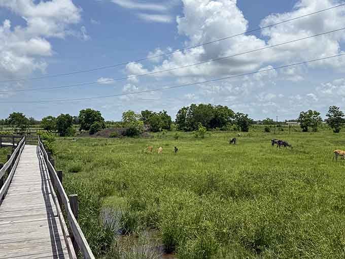 A long wooden boardwalk stretches toward a wide green Texas meadow where animals graze freely under a sky full of clouds.