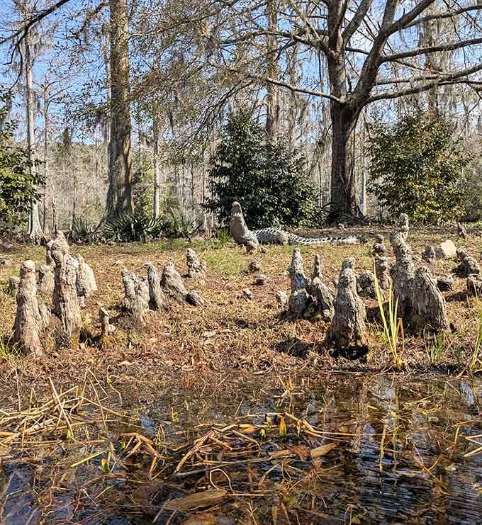 Those knobby cypress knees poking out of the ground look like nature's version of a very dramatic art installation.