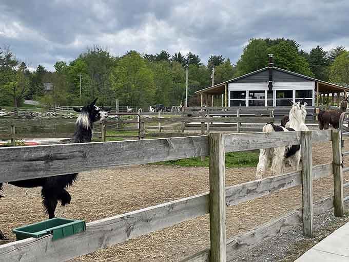 The farm's covered pavilion overlooks the paddocks, giving you a front-row seat to llama life at its finest.