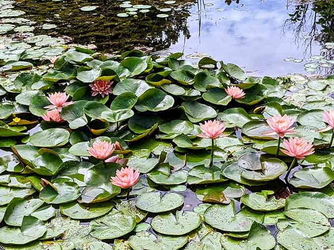 Pink water lilies blooming across the pond surface. Monet would have absolutely lost his mind here.