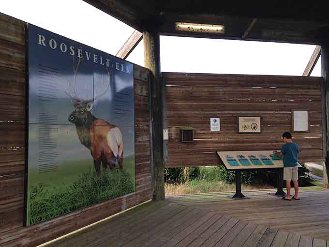 Even the kids know that reading about Roosevelt elk and actually seeing them are two very different things.