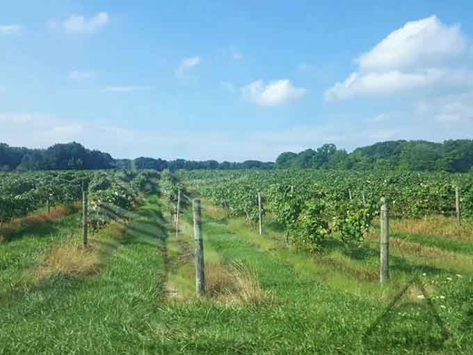 Vine rows stretching toward the tree line under a wide Ohio sky. This is where the magic starts.