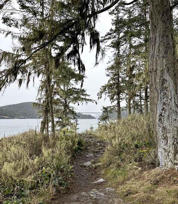A mossy trail through windswept trees, with the bridge peeking through like a reward waiting ahead.