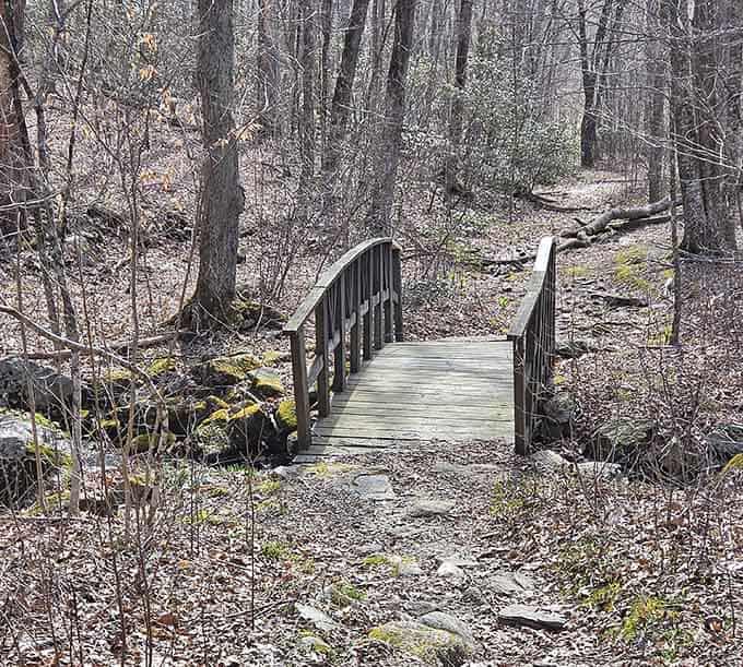 Simple footbridges guide you deeper into the forest, where everyday worries seem to magically disappear.