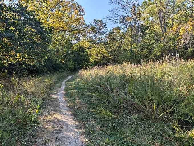 A narrow dirt trail edged with golden grasses and dappled light, whispering that the best things are always just around the bend.
