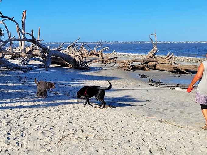 Even the dogs know a great beach when they smell one, and this one passes every test.