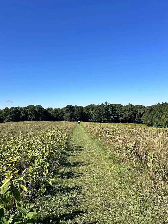 Open fields meet forest edges in a landscape that looks like someone's screensaver came to life.