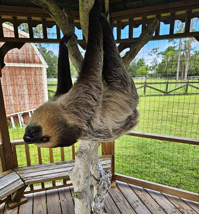 Hanging solo in the open-air enclosure, this two-toed sloth radiates a calm that's genuinely contagious.