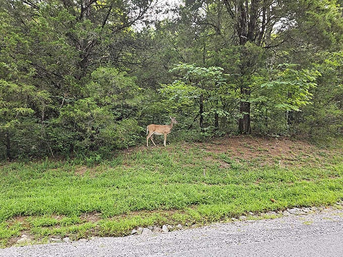 A white-tailed deer pausing roadside, completely unbothered, as if to say, "Yes, we live here. Jealous?"