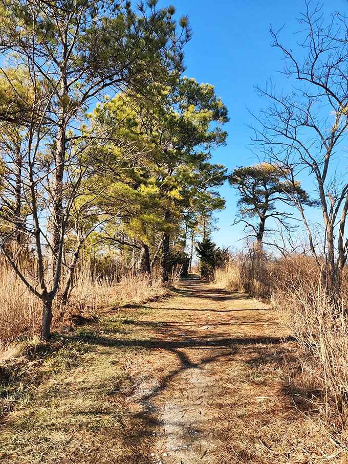 Loblolly pines lining a quiet trail, casting long shadows and making every step feel like a scene from a very peaceful movie.