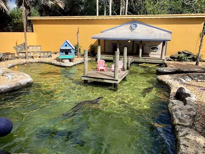 River otters gliding through crystal-clear water at Flamingo Gardens, living a life most of us can only envy.