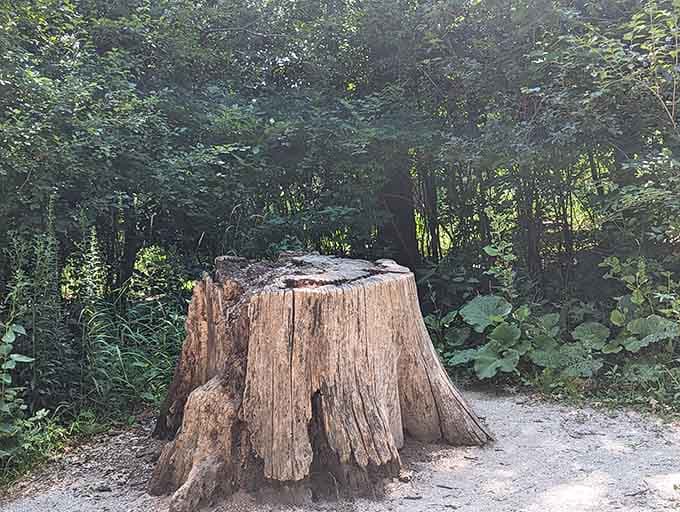 This ancient stump stands as nature's sculpture, a reminder that even endings create beauty worth stopping for.
