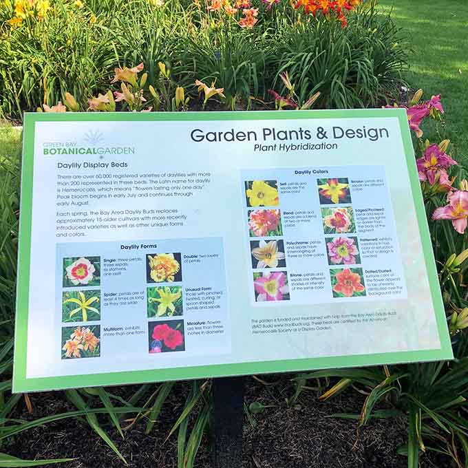 Over 60,000 registered daylily varieties live here, which means the garden is basically running a very beautiful numbers game.