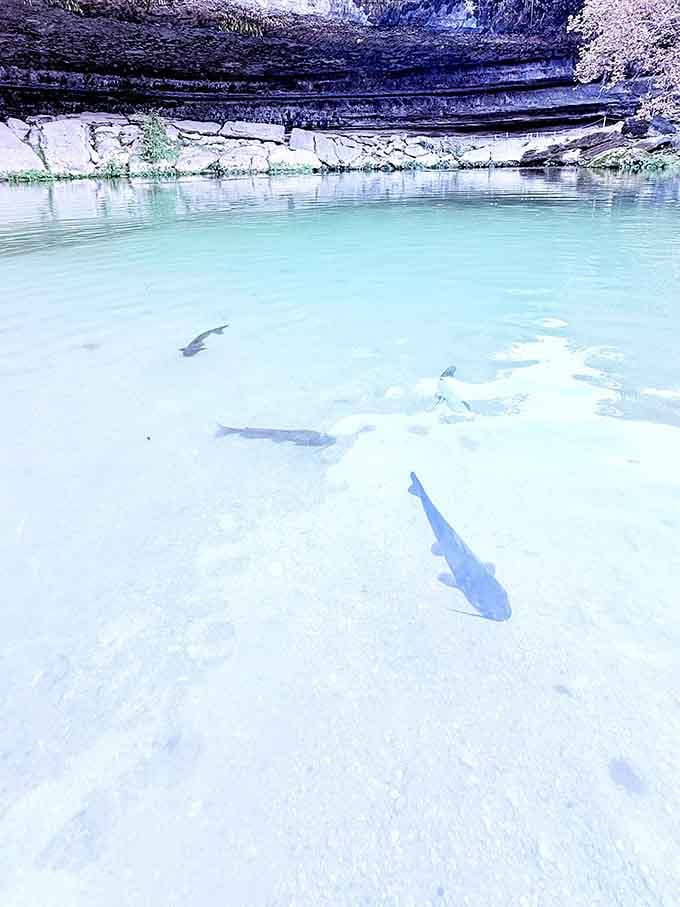 Fish casually swimming in crystal-clear shallows, completely unbothered by visitors gawking from above.