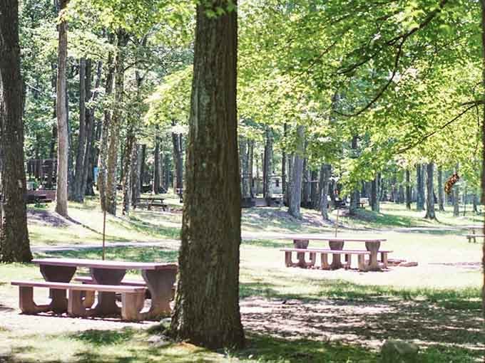 Picnic tables under a cathedral of trees, because some lunches deserve a seriously impressive dining room.